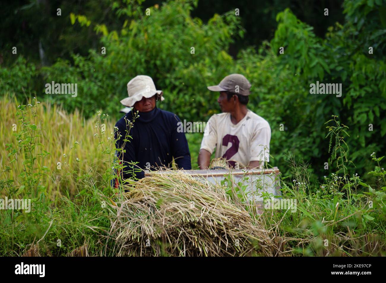 The farmer harvesting rice in traditional ways Stock Photo - Alamy