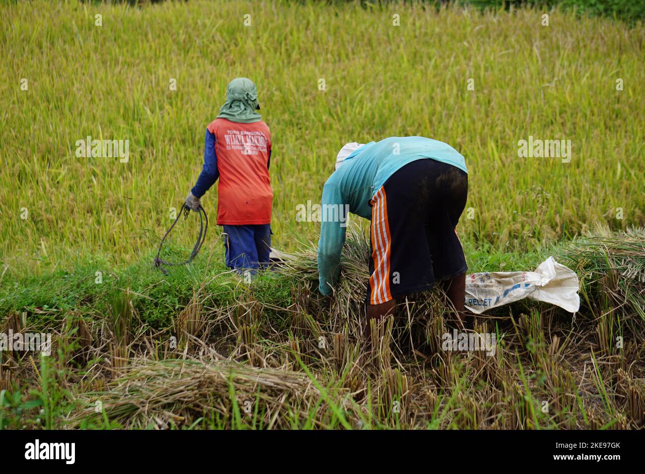 The farmer harvesting rice in traditional ways Stock Photo - Alamy