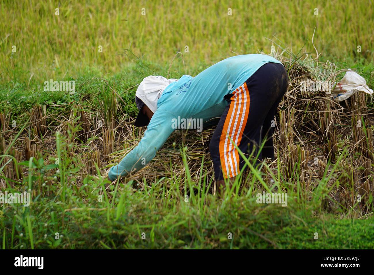 The farmer harvesting rice in traditional ways Stock Photo - Alamy