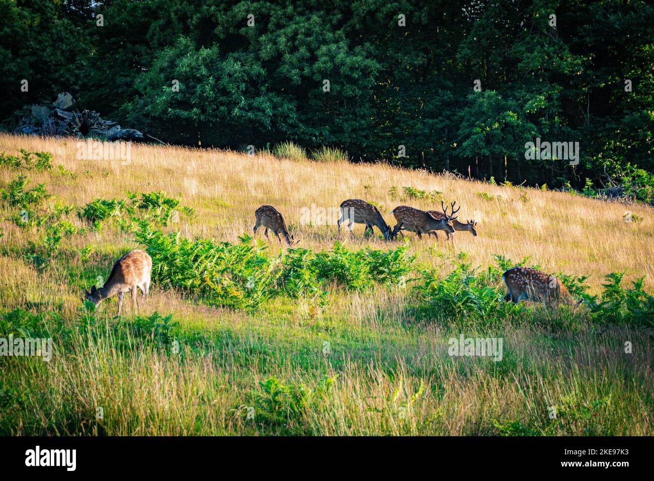 Knole park deer hi-res stock photography and images - Alamy