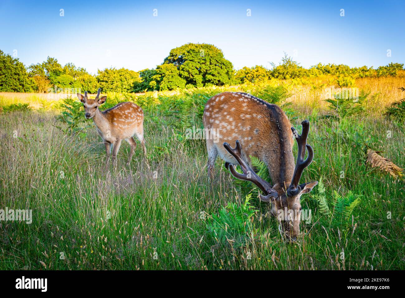 Knole park, kent hi-res stock photography and images - Alamy