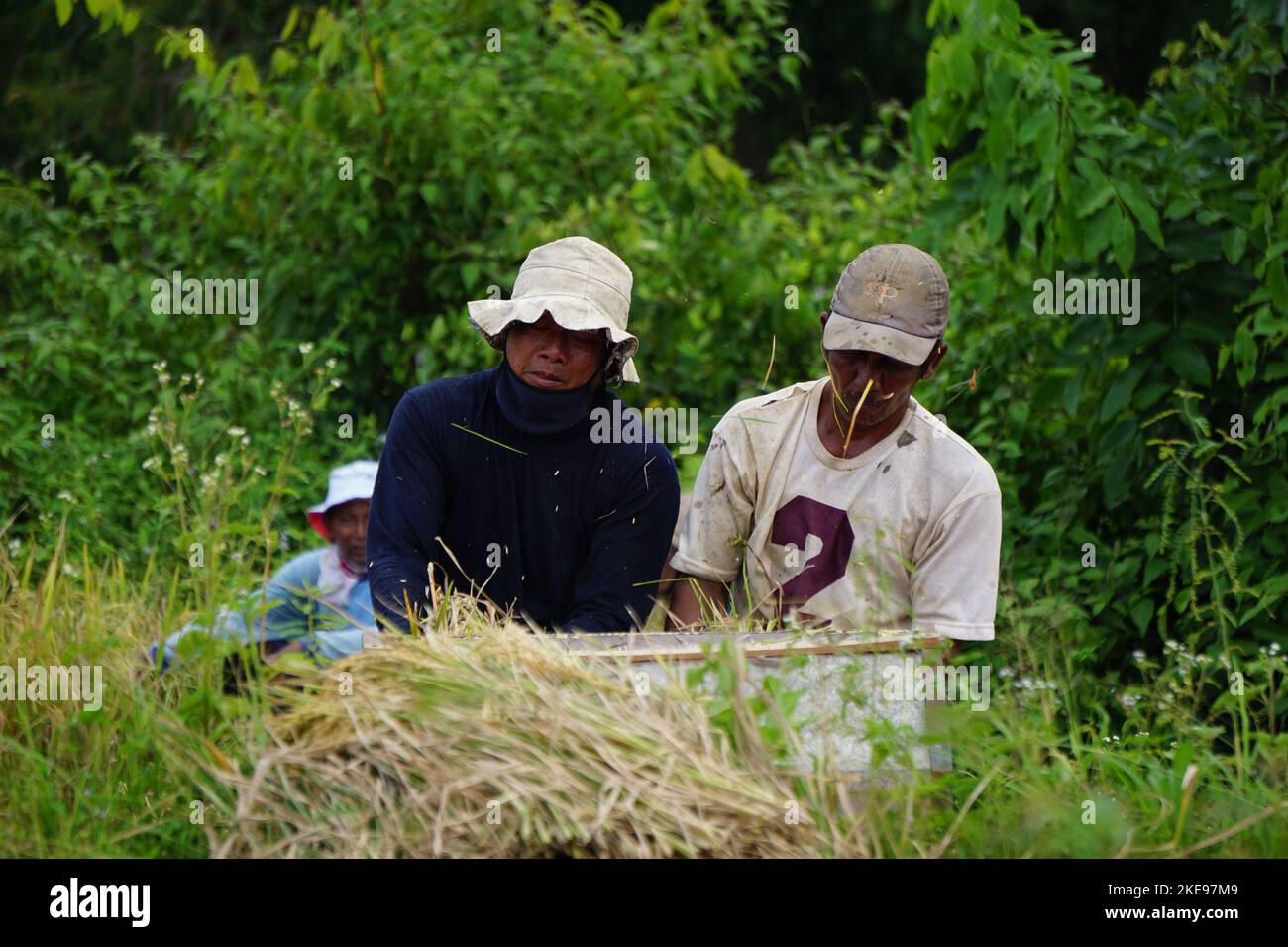 The farmer harvesting rice in traditional ways Stock Photo - Alamy
