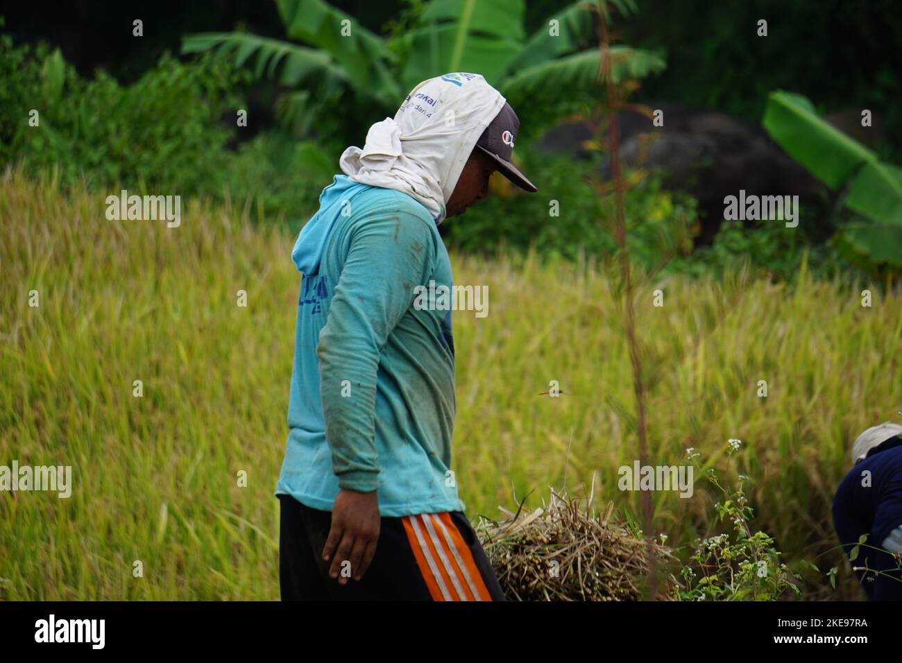 The farmer harvesting rice in traditional ways Stock Photo - Alamy