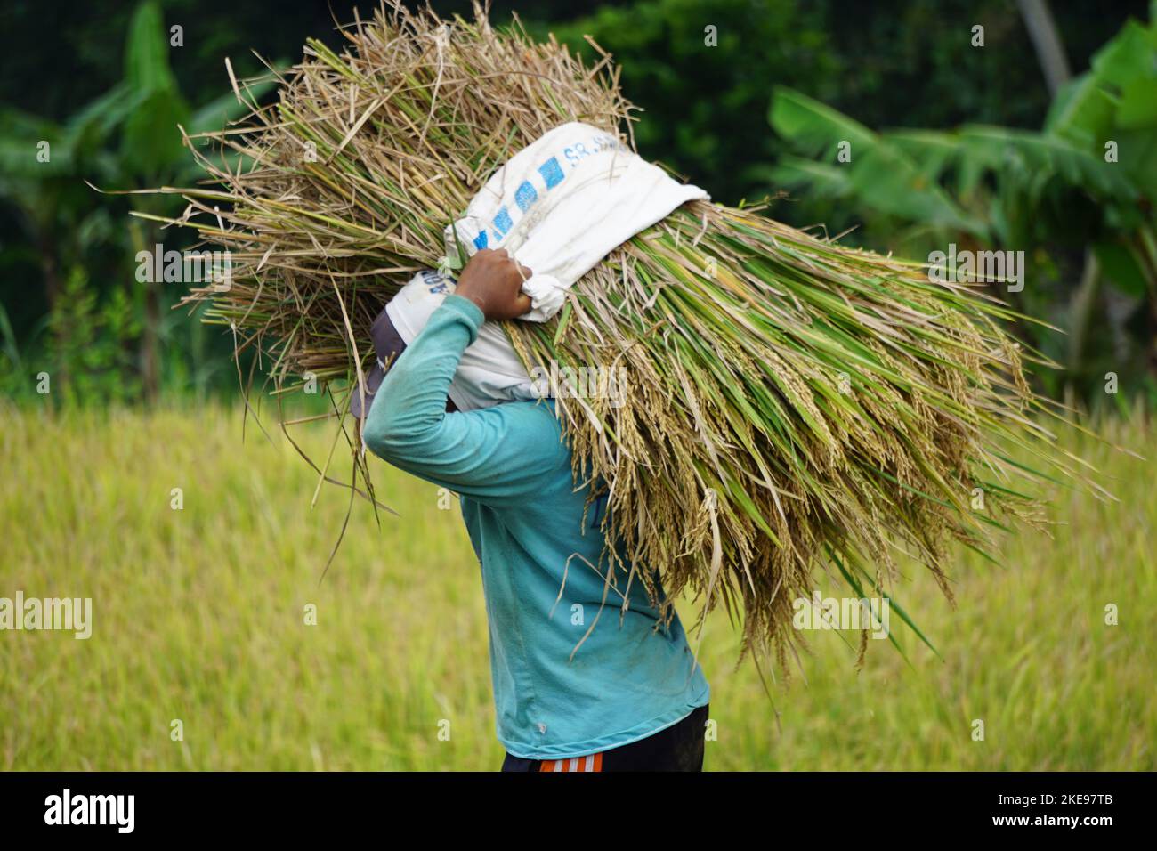 The farmer harvesting rice in traditional ways Stock Photo - Alamy