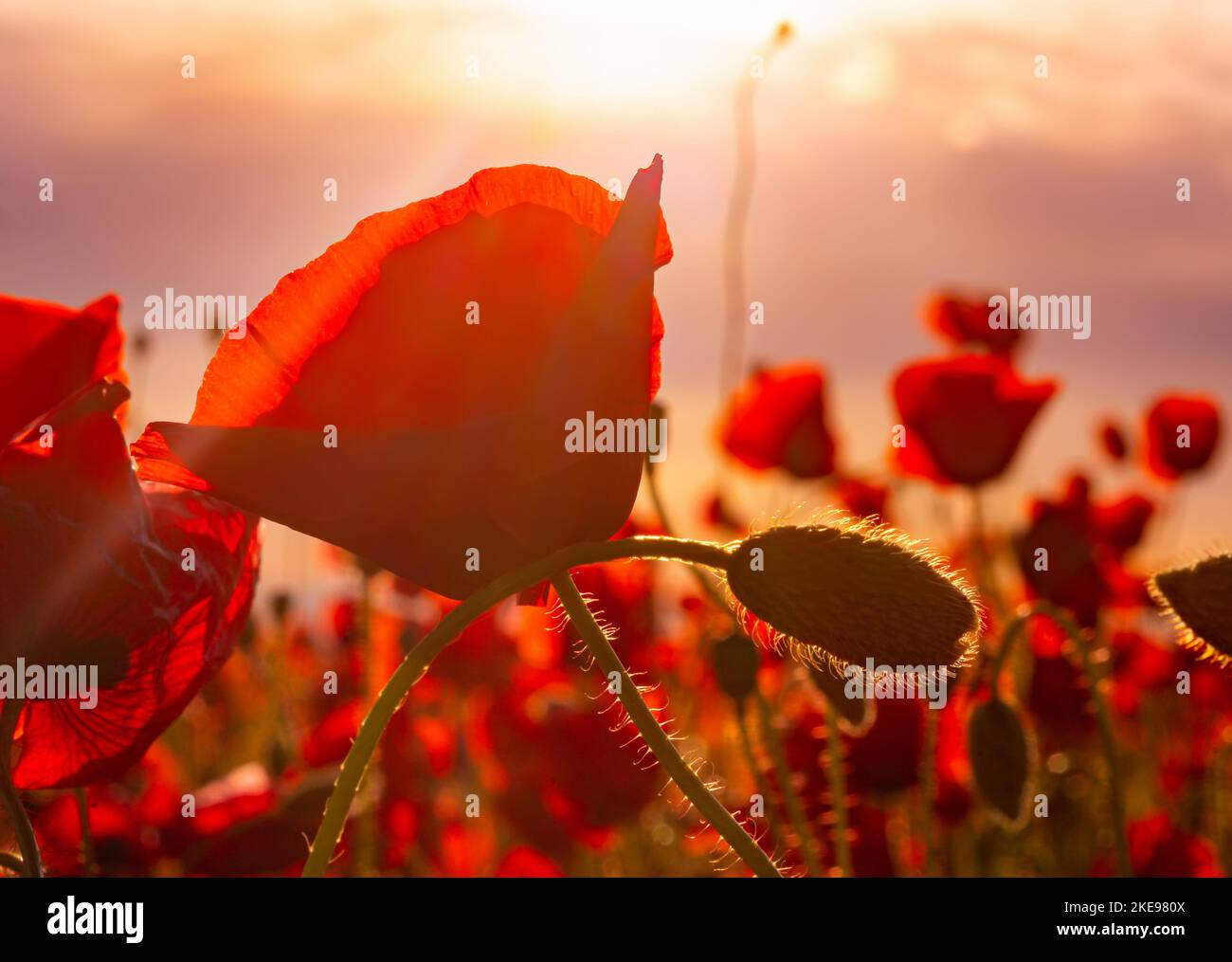 Poppy field for Anzac background. Remembrance day. Red poppies ...