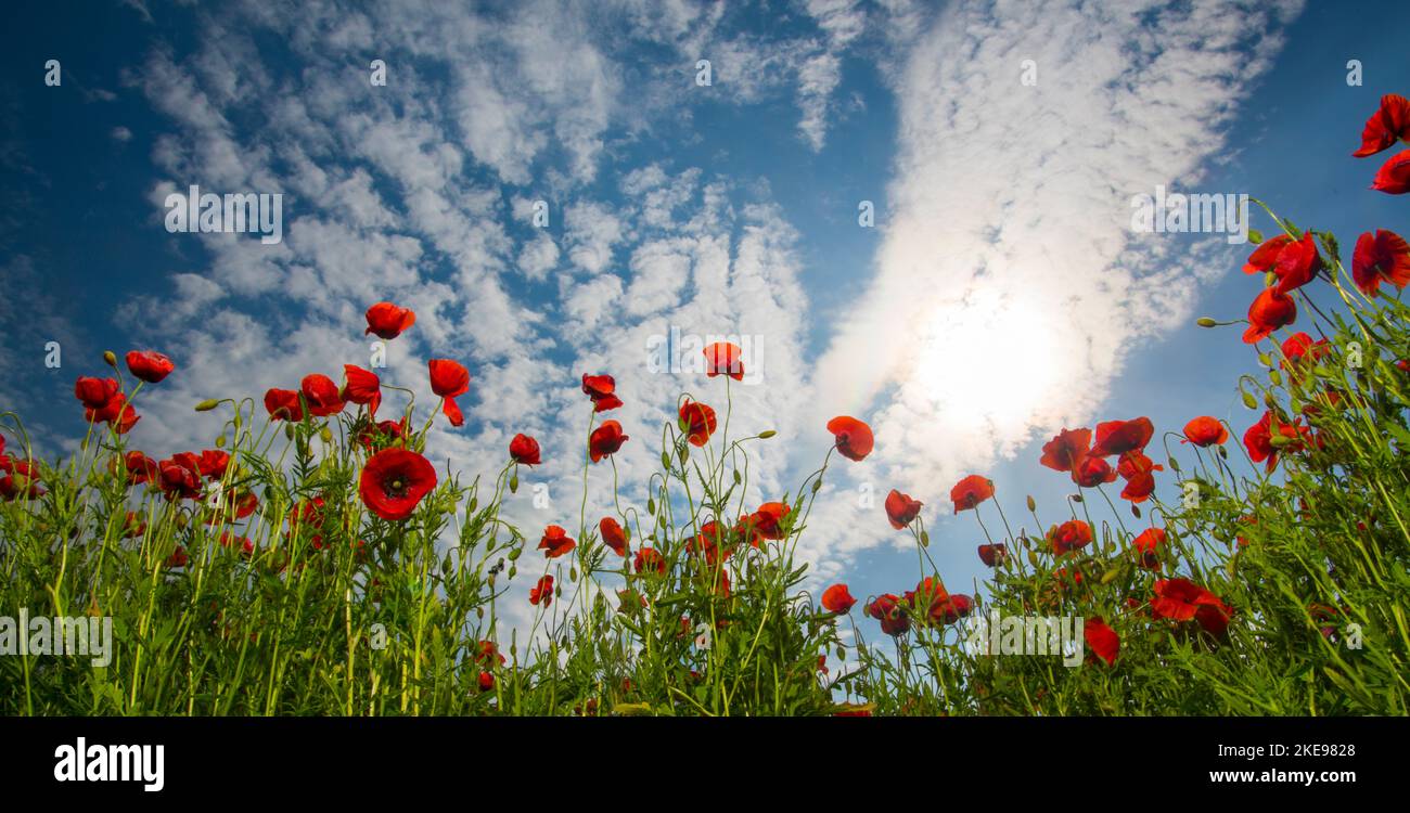 Poppy flower. Anzac day. Historic war memory. Anzac background. Poppy ...