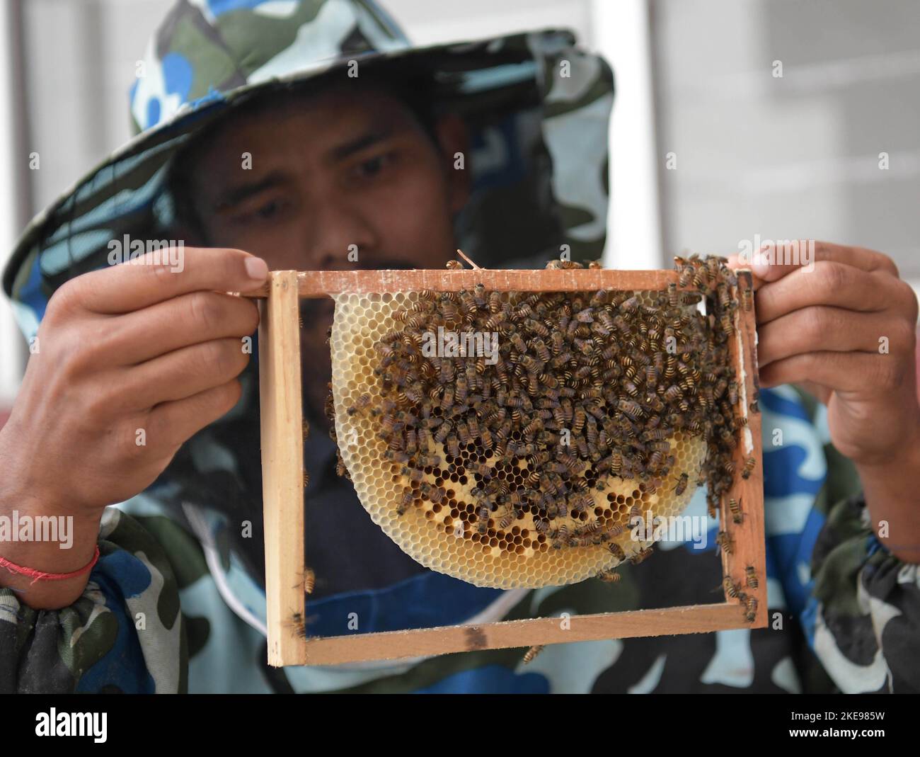 A worker checking a honey beehive box at the college of agriculture on ...
