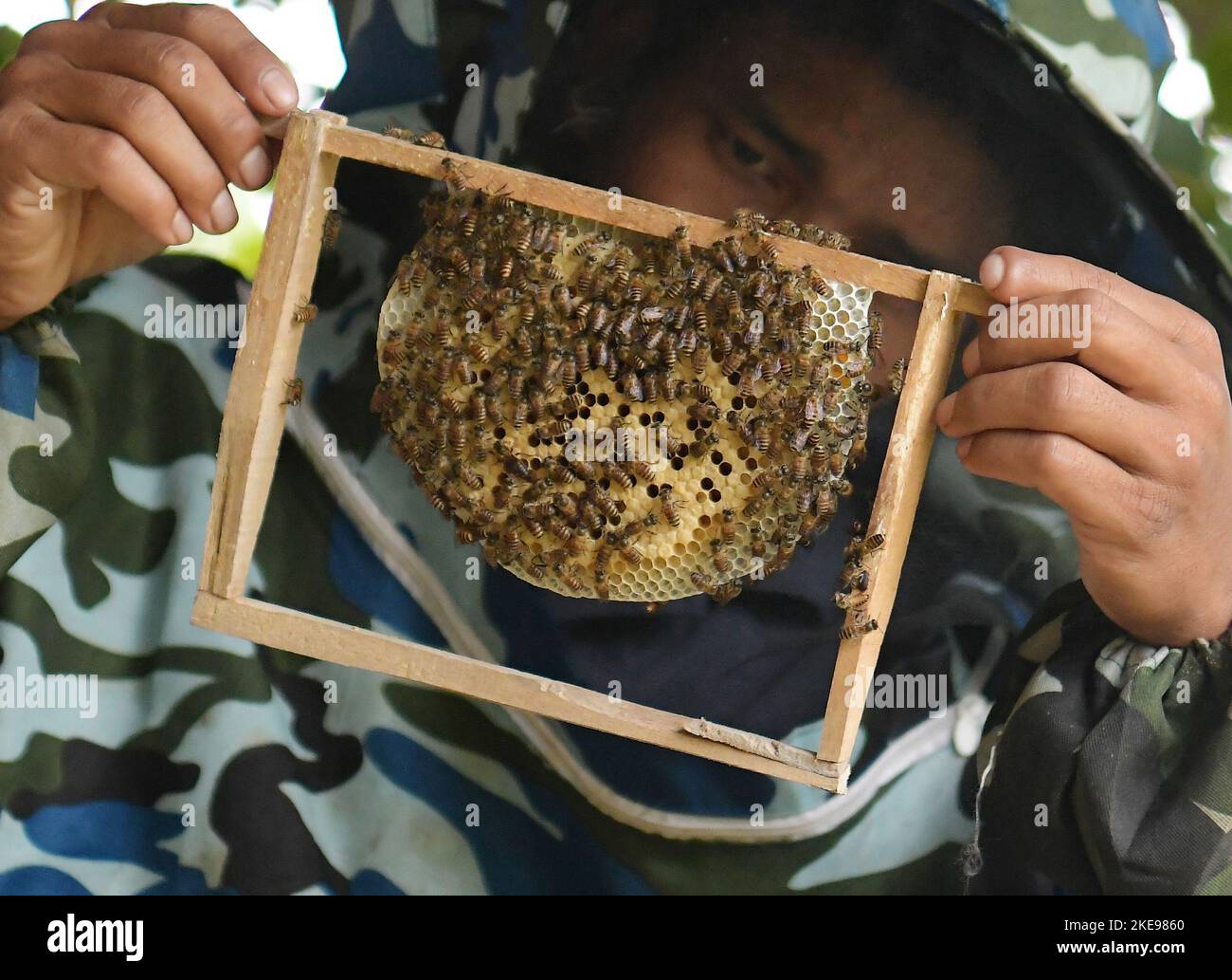 A worker checking a honey beehive box at the college of agriculture on ...