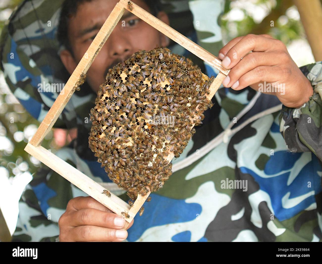 A worker checking a honey beehive box at the college of agriculture on ...