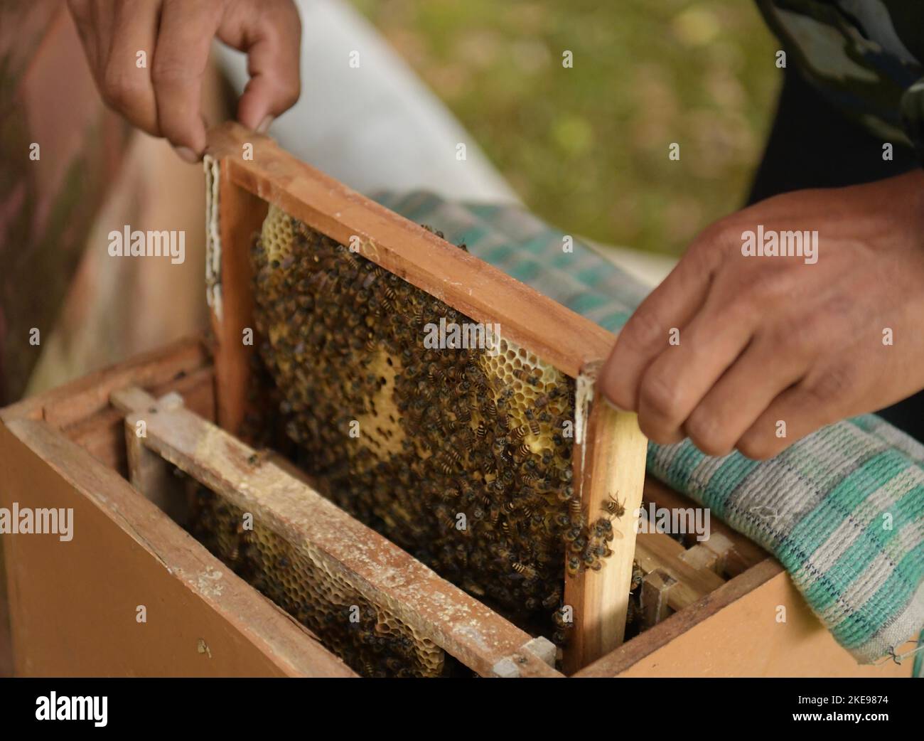 A worker checking a honey beehive box at the college of agriculture on ...