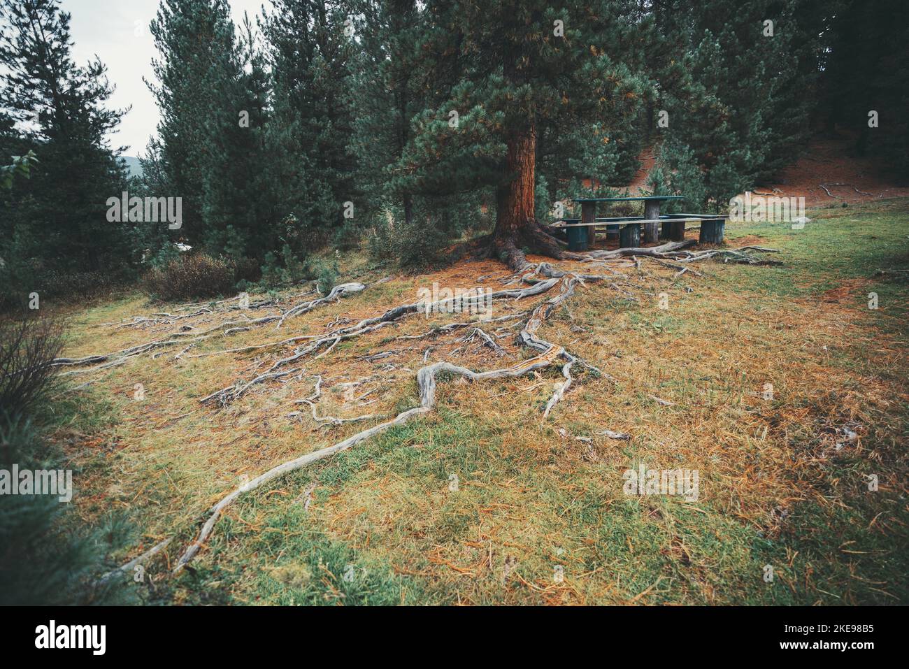 A wide-angle shot of a wide heavy root system of a wild pine tree in ...