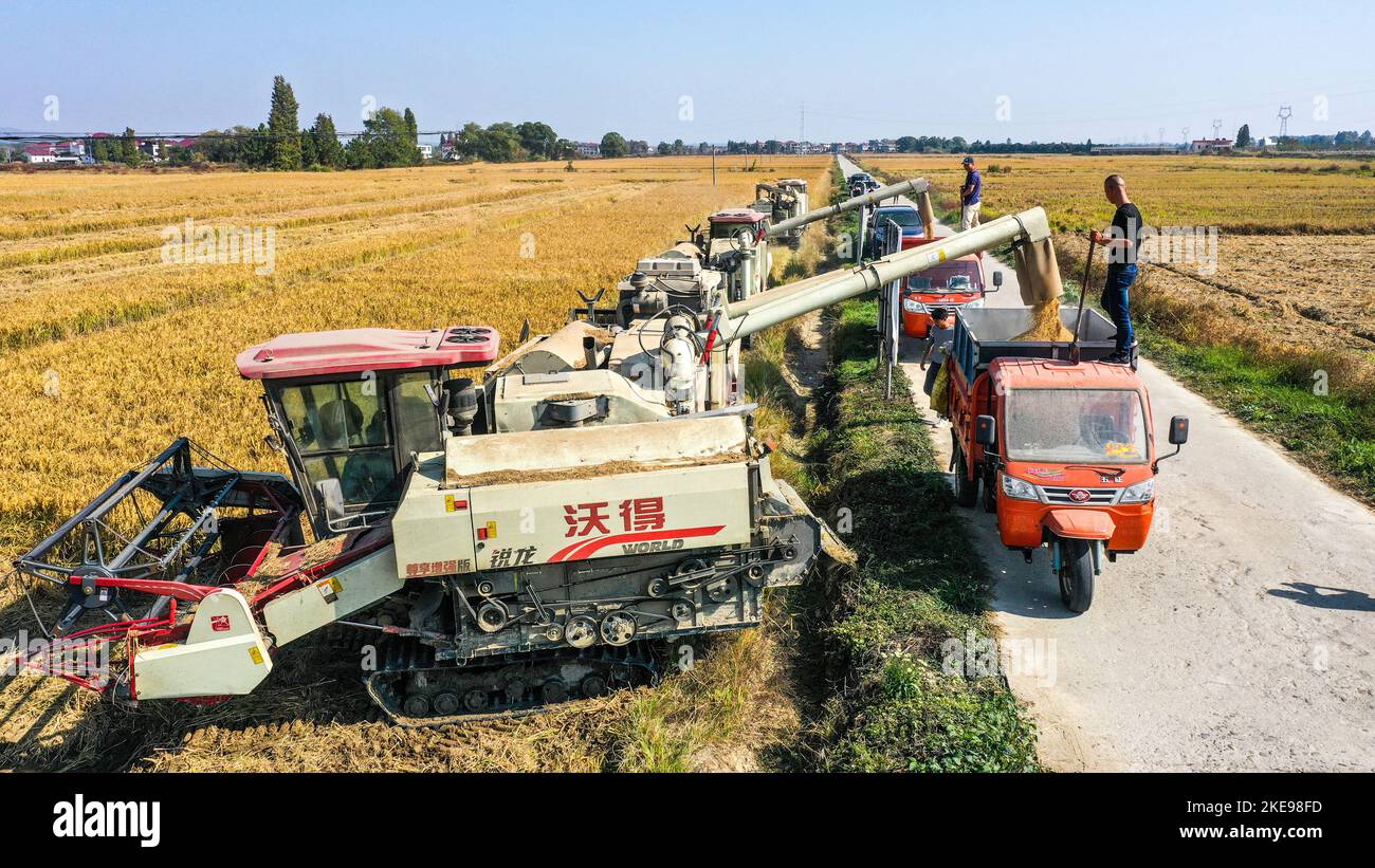 YICHUN, CHINA - NOVEMBER 10, 2022 - Farmers drive harvesters to harvest ...