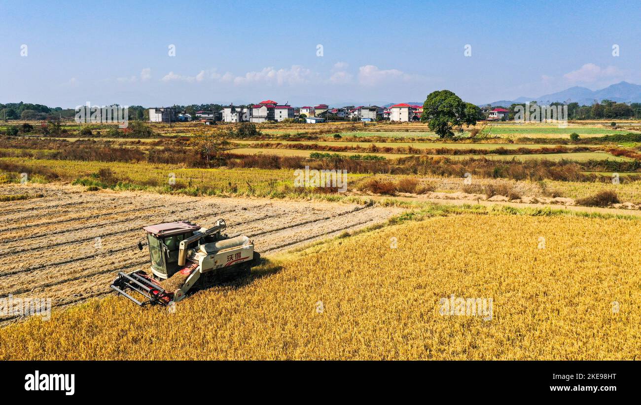YICHUN, CHINA - NOVEMBER 10, 2022 - Farmers drive harvesters to harvest ...