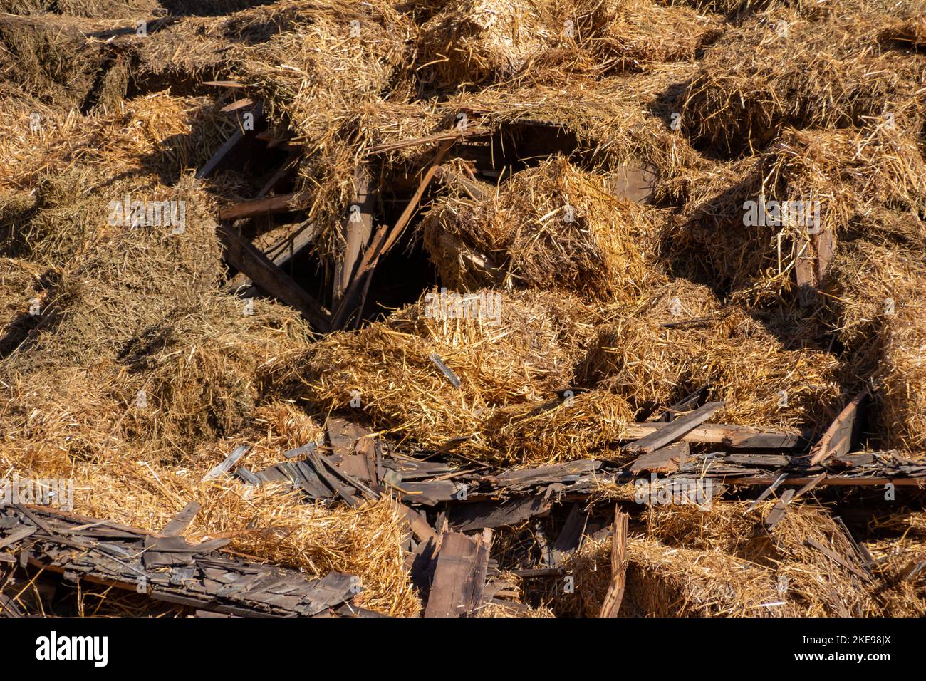 Full frame abstract texture background of golden color dry straw grain ...