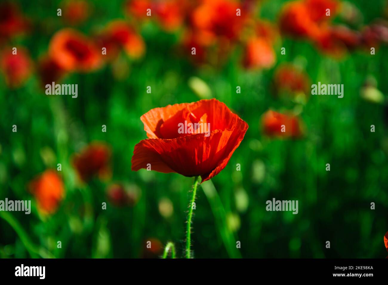 Poppy flowers field. Anzac day banner. Remembrance day, Memorial in New ...