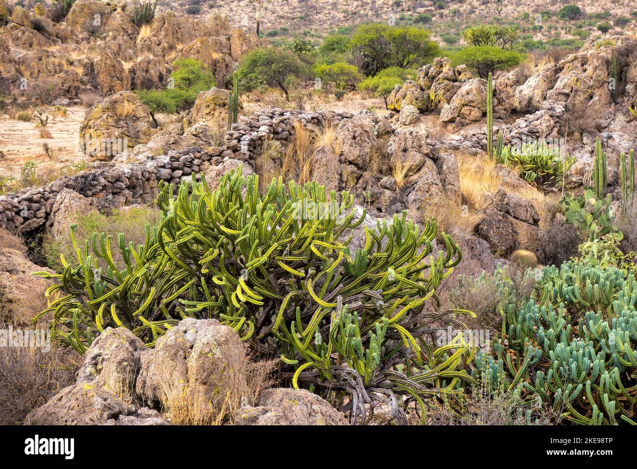 The Canary spurge (Euphorbia canariensis) bush growing on the foot of a ...