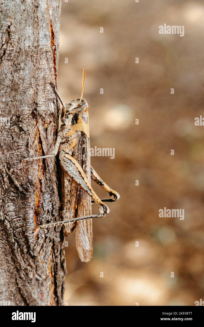 A vertical close-up of a gray bird grasshopper (Schistocerca nitens) on ...