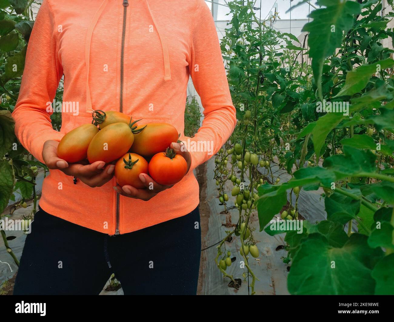 A female farmer holding red tomatoes in her hands standing in her ...