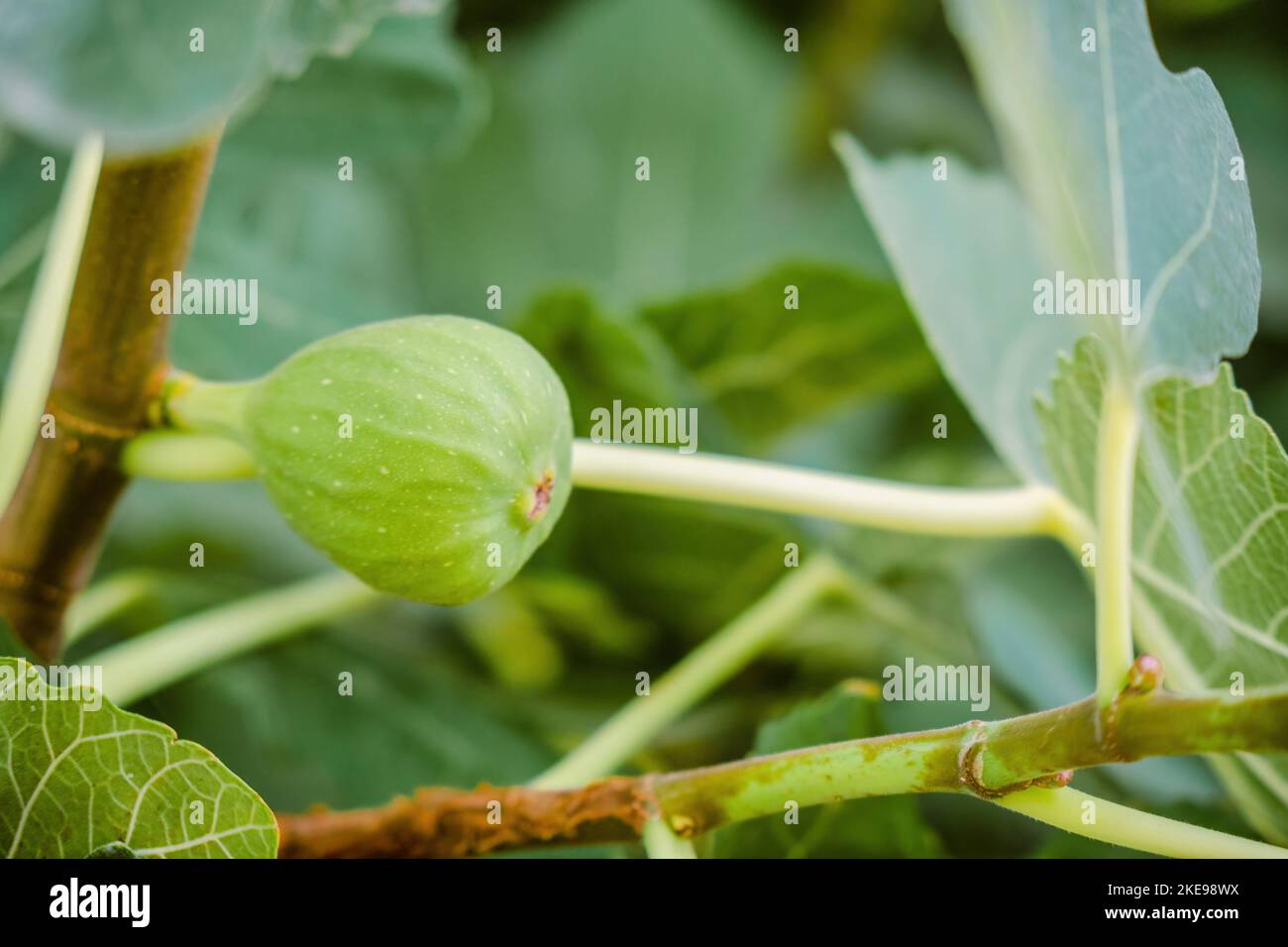 A close-up of a fig (Ficus carica) growing on a tree Stock Photo - Alamy