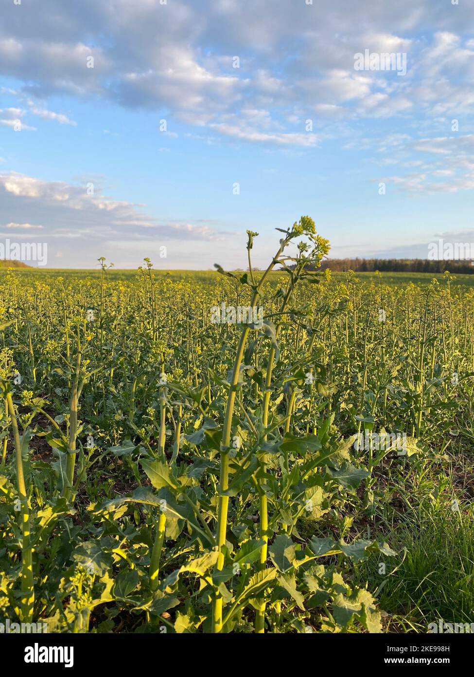A vertical shot of a rapeseed plantation in the countryside on a cloudy ...