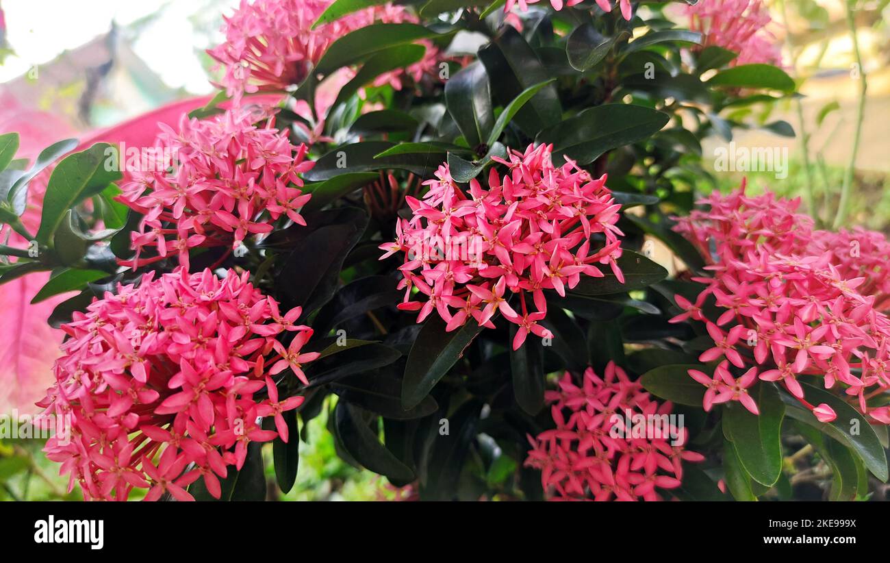 Close up of Ashoka (Saraca asoca) flower in pink color Stock Photo - Alamy