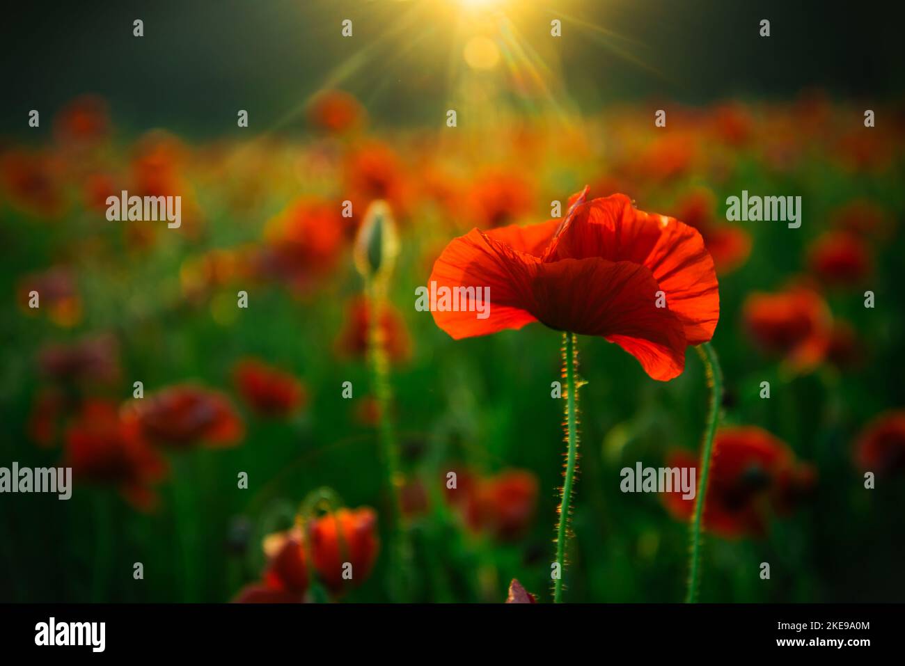 Poppy flower. Anzac day banner. Anzac background. Poppy field ...