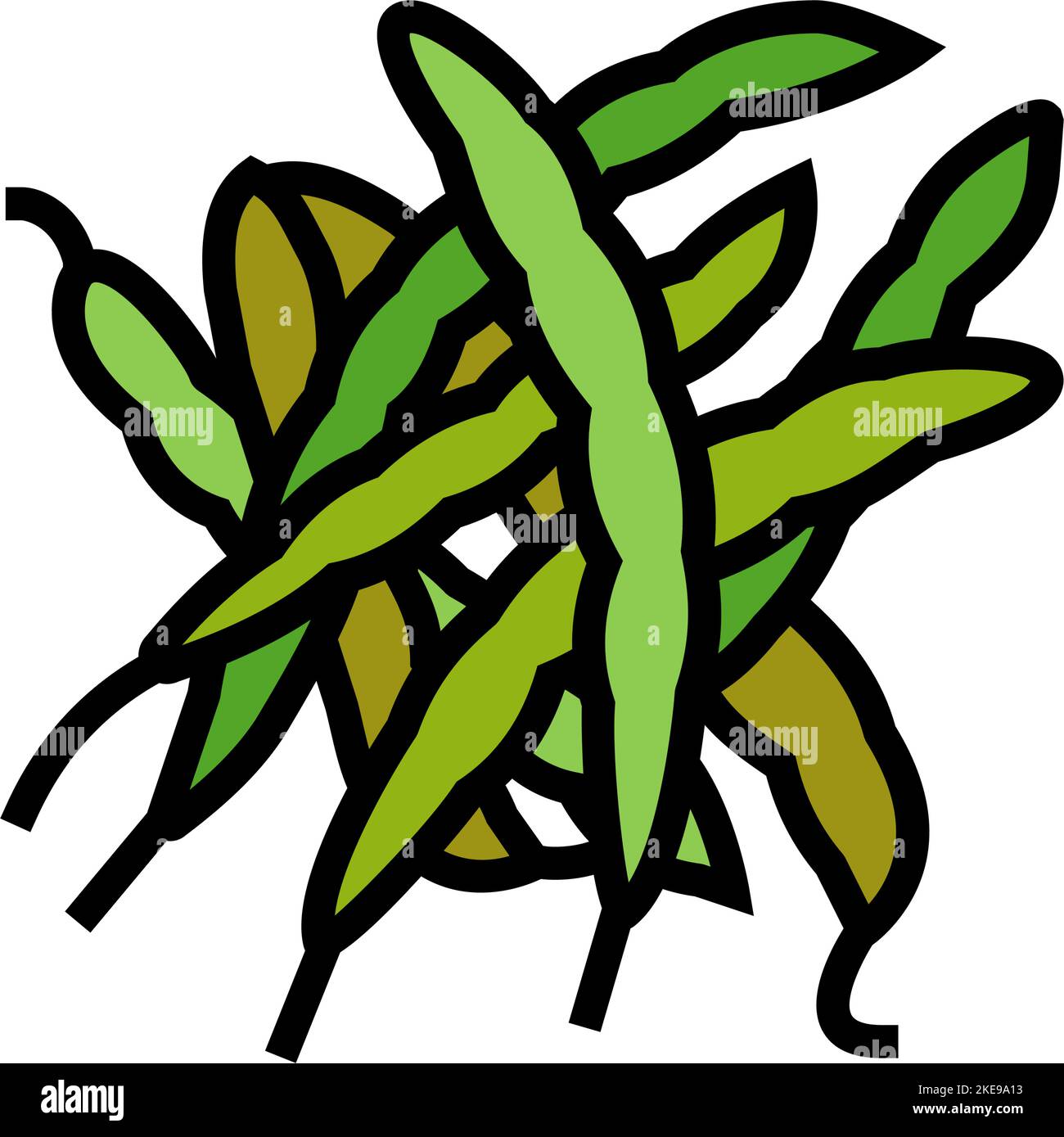 green bean natural color icon vector illustration Stock Vector Image ...