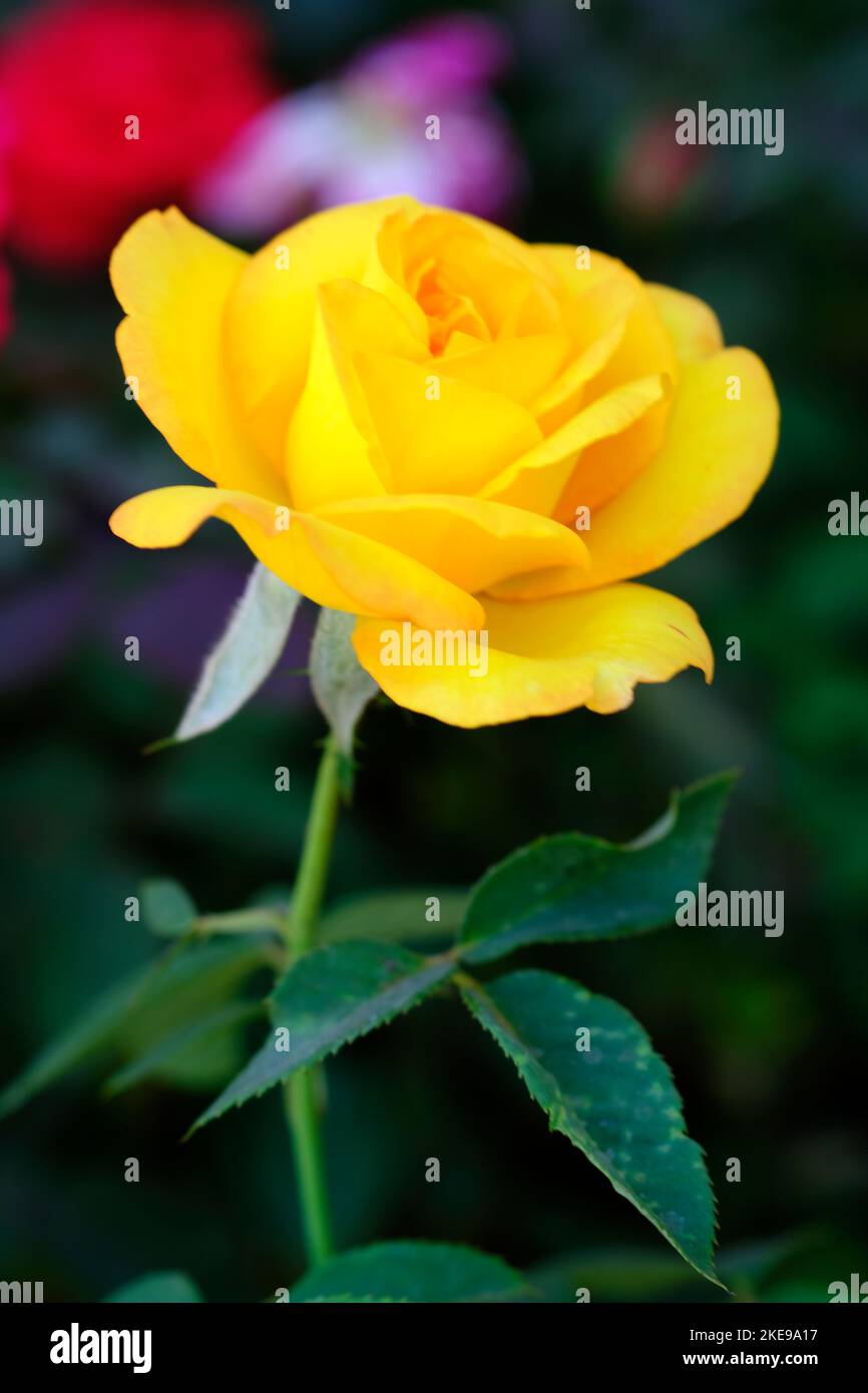 Indian yellow cute Rose flower, elegant Rose flower, yellow rose flowering plants with leaf ...