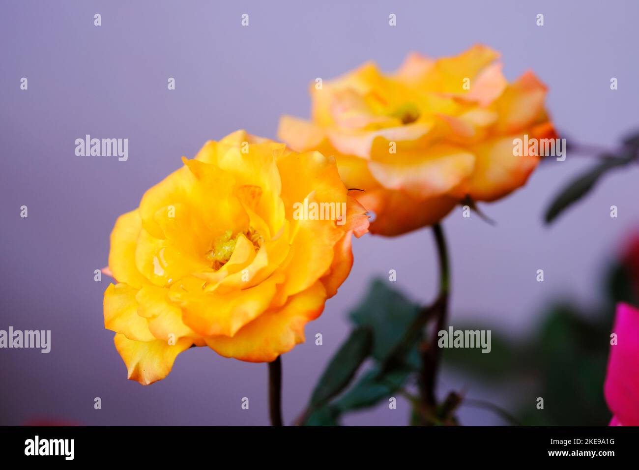 Indian yellow cute Rose flower, elegant Rose flower, yellow rose flowering plants with leaf ...