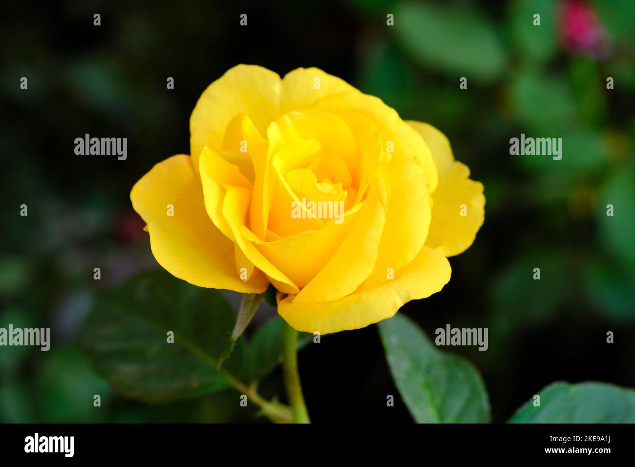Indian yellow cute Rose flower, elegant Rose flower, yellow rose flowering plants with leaf ...