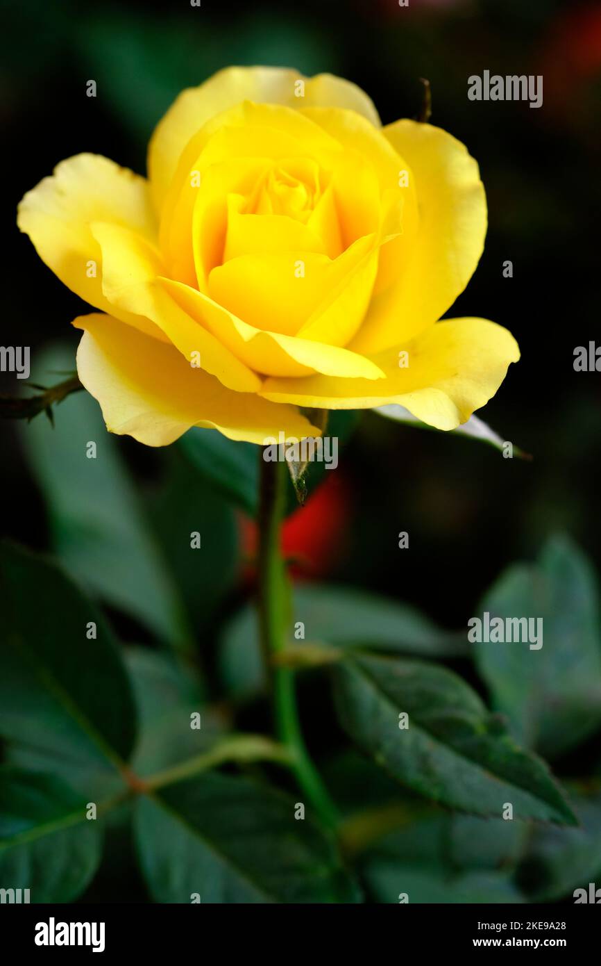 Indian yellow cute Rose flower, elegant Rose flower, yellow rose flowering plants with leaf ...