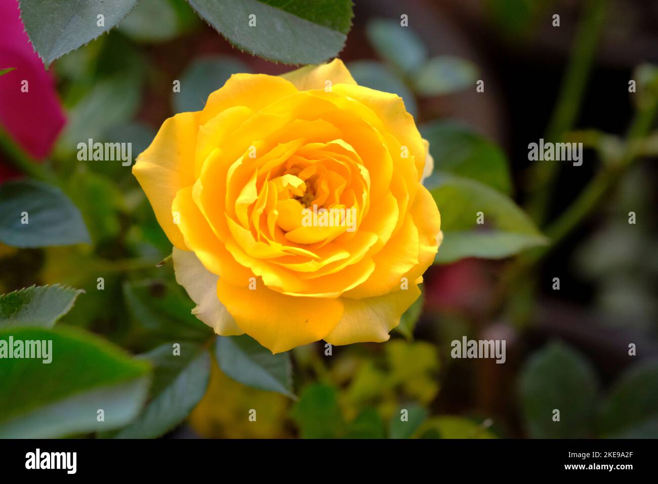 Indian yellow cute Rose flower, elegant Rose flower, yellow rose flowering plants with leaf ...