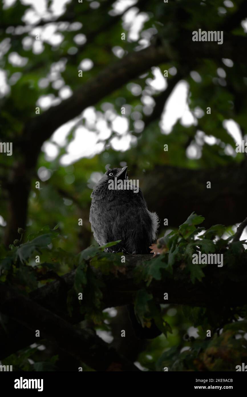 A vertical shot of a western jackdaw (Coloeus monedula) perched on a ...