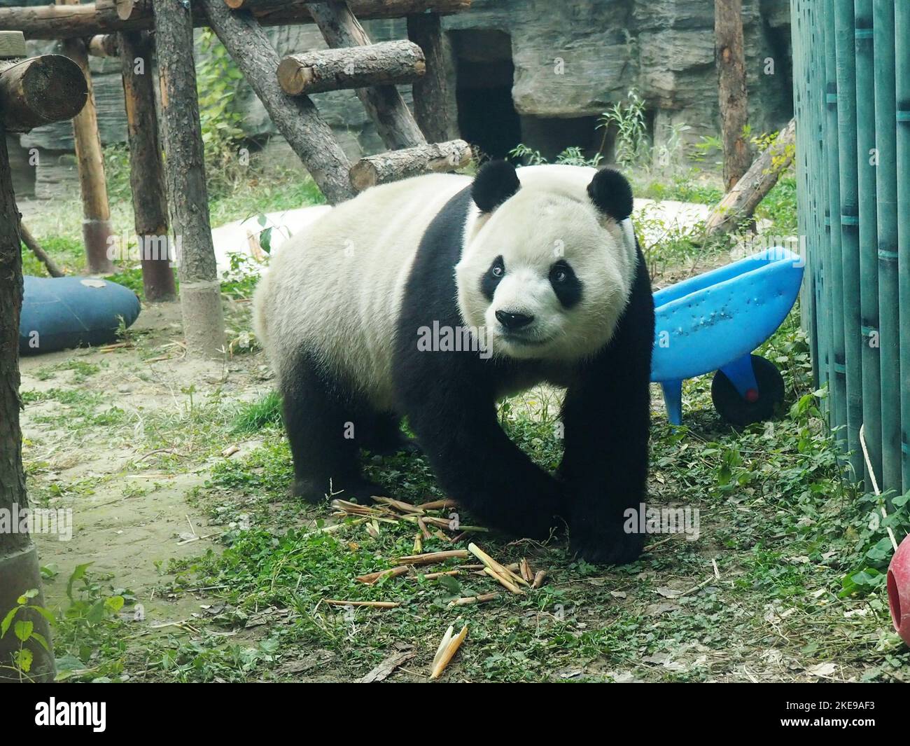Adorable giant pandas are climbing and playing in the Beijing Zoo ...