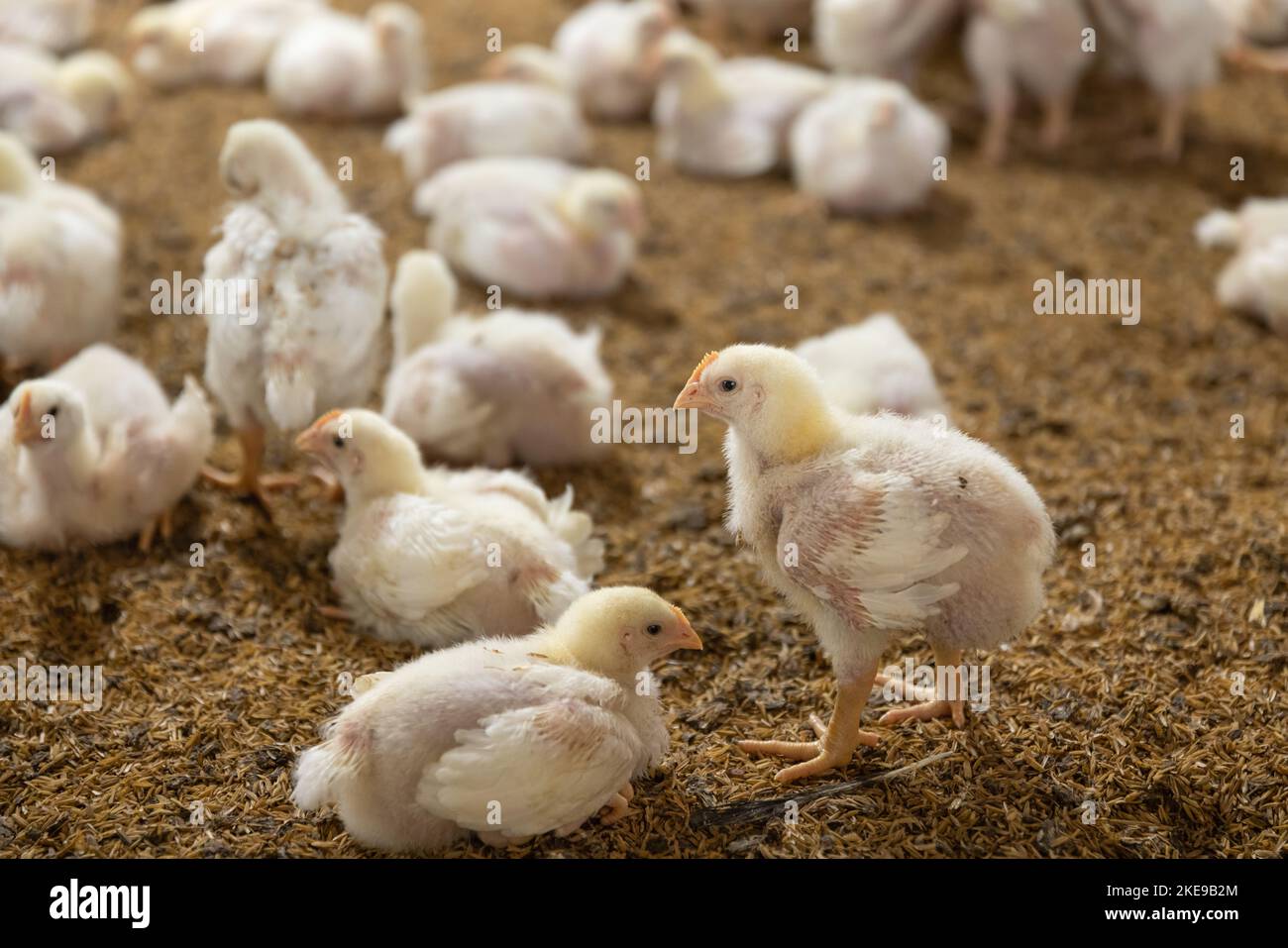Poultry meat farming ,Chickens in close farm, temperature and light ...