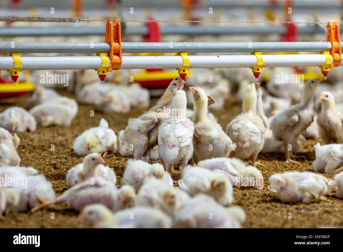 Poultry farm chickens drinking water hi-res stock photography and ...