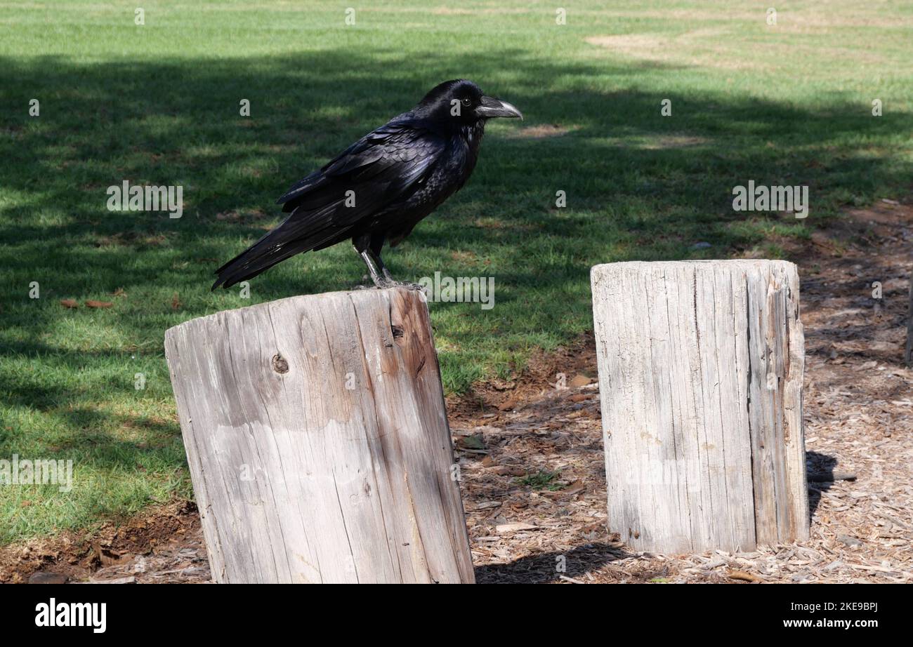 Close-up of a black crow in Southern California Stock Photo - Alamy