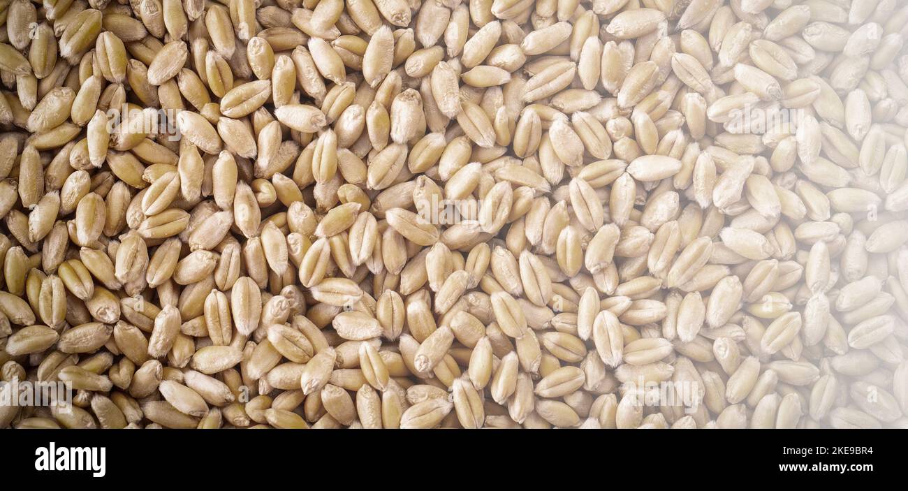 Processed organic wheat grains as agricultural background Stock Photo ...
