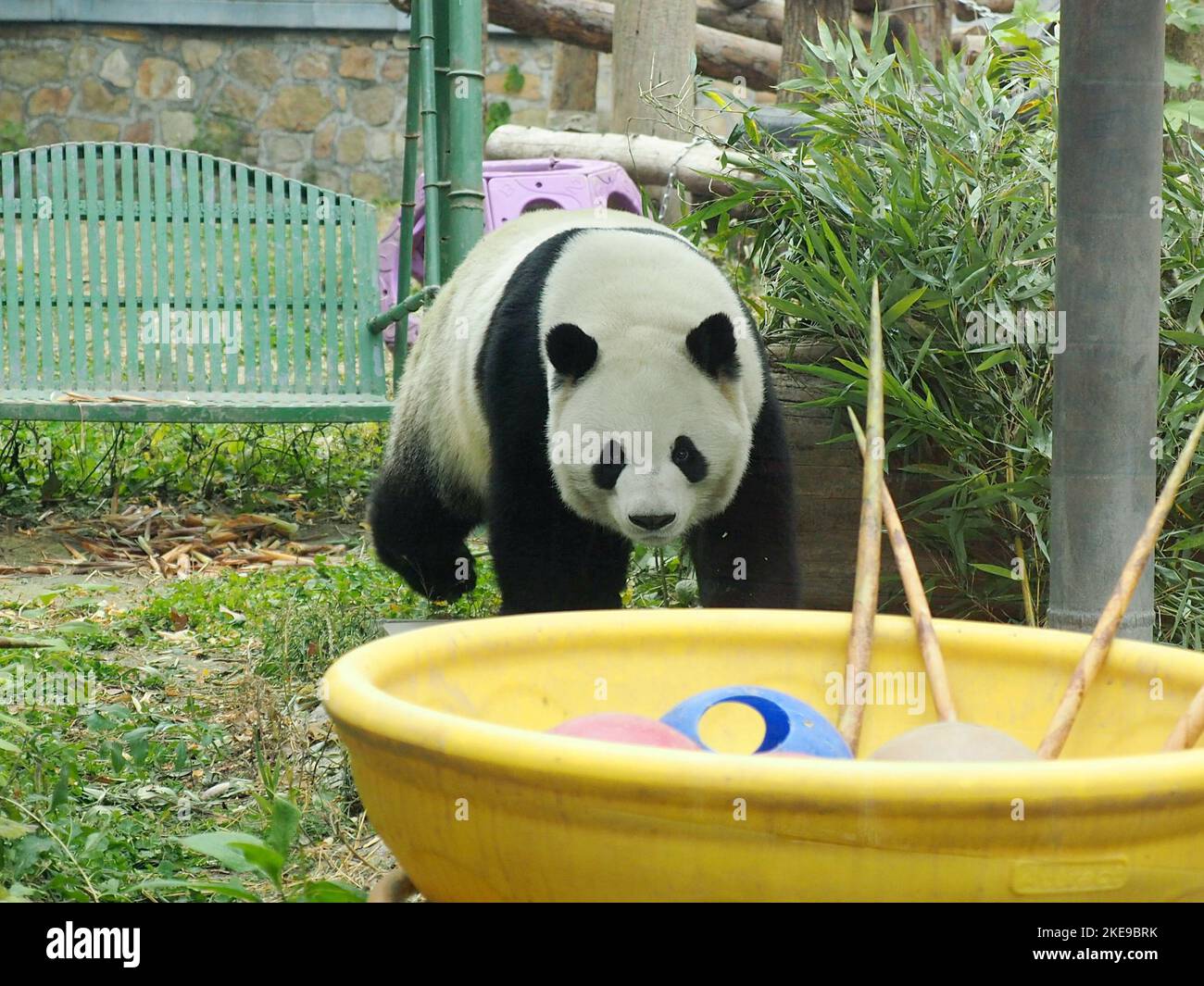 Adorable giant pandas are climbing and playing in the Beijing Zoo ...