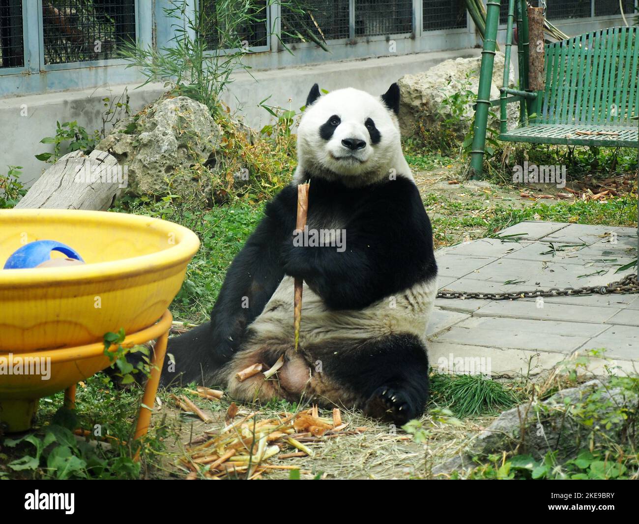 Adorable giant pandas are climbing and playing in the Beijing Zoo ...