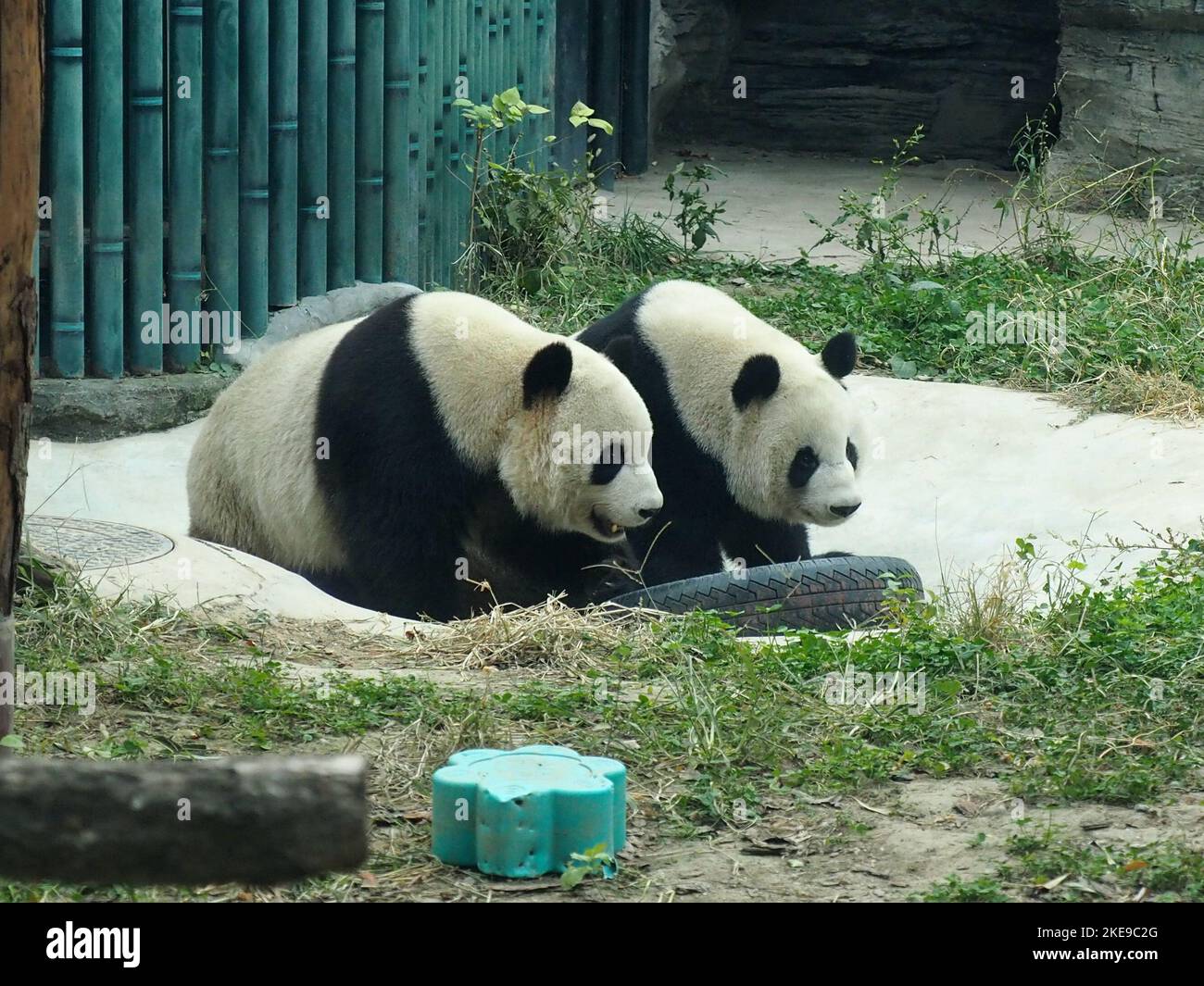 Adorable giant pandas are climbing and playing in the Beijing Zoo ...