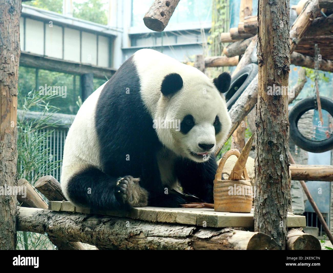 Adorable giant pandas are climbing and playing in the Beijing Zoo ...