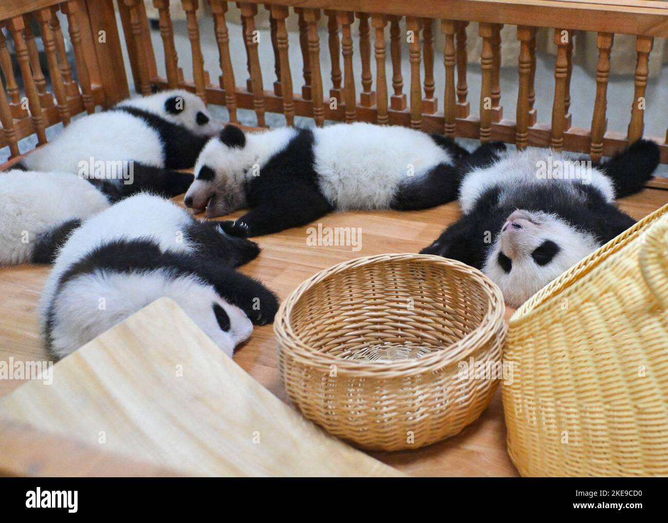 On International Panda Day, giant panda cubs enjoy their lazy time ...