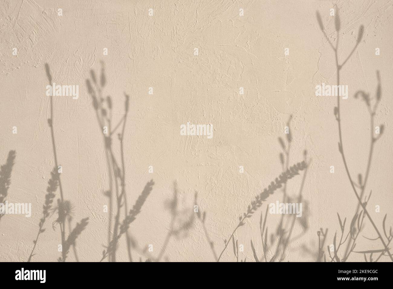 Shadow of flowers on beige concrete wall texture background Stock Photo - Alamy