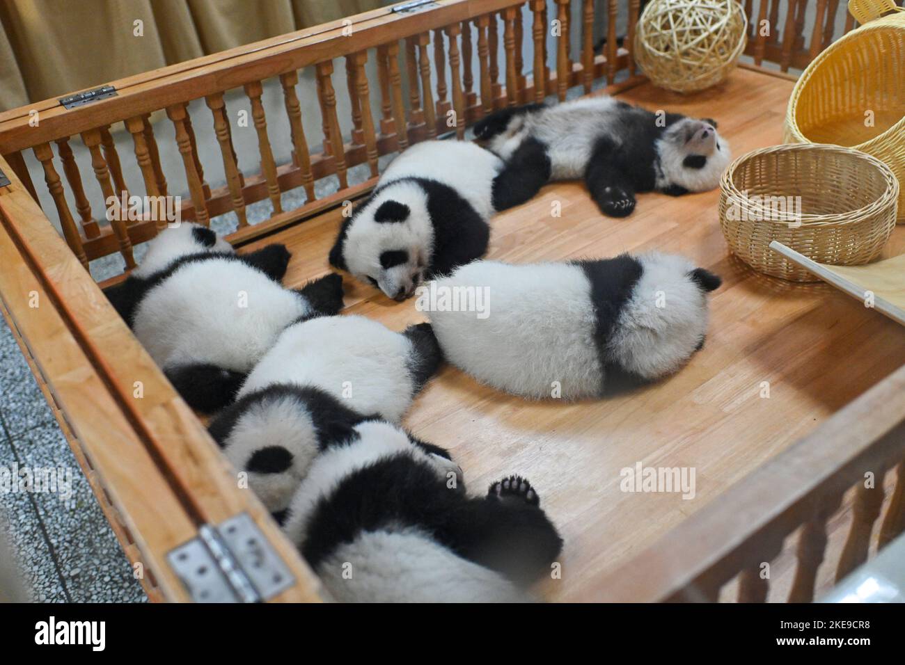 On International Panda Day, giant panda cubs enjoy their lazy time attracting people to take ...