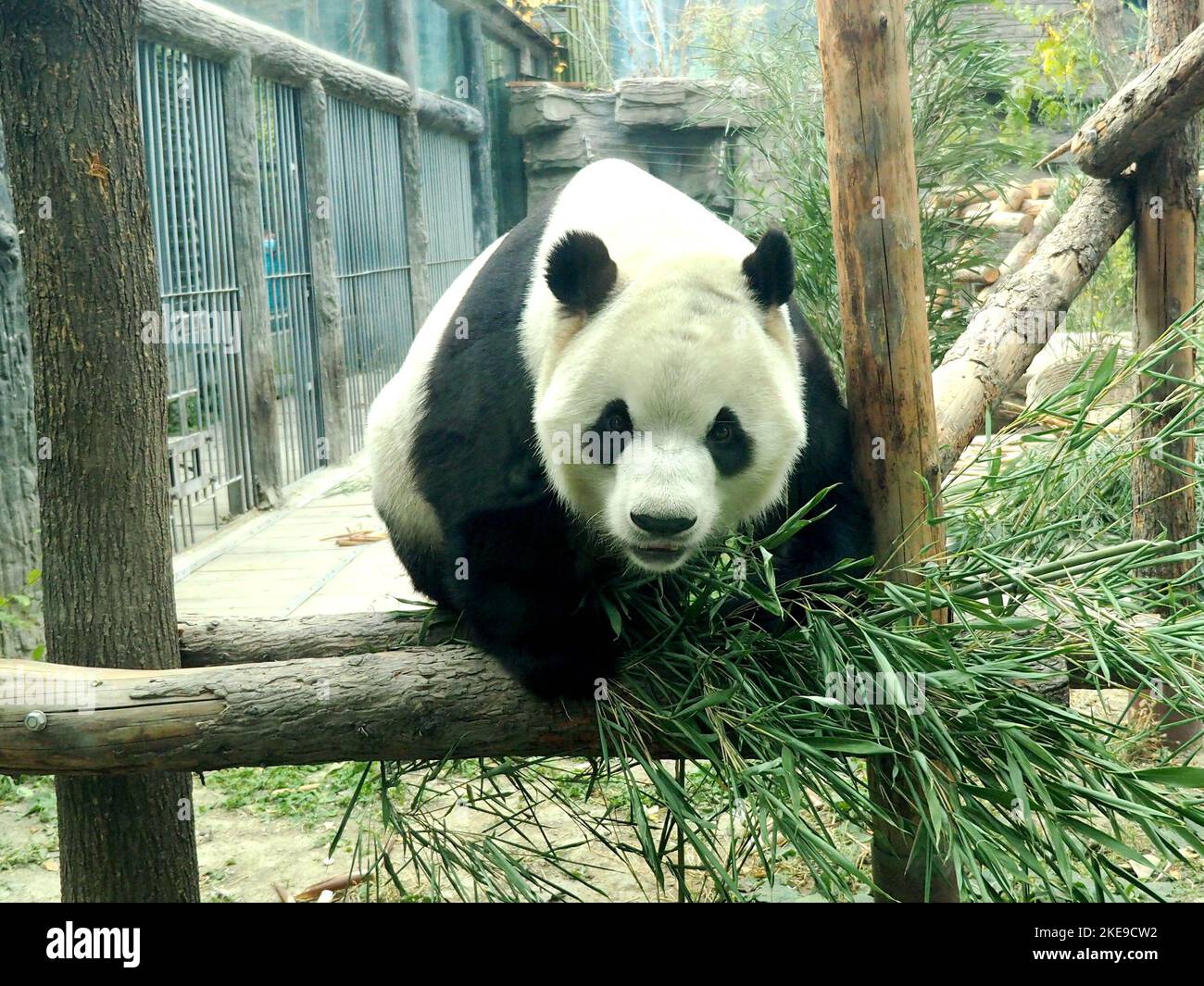 Adorable giant pandas are climbing and playing in the Beijing Zoo ...
