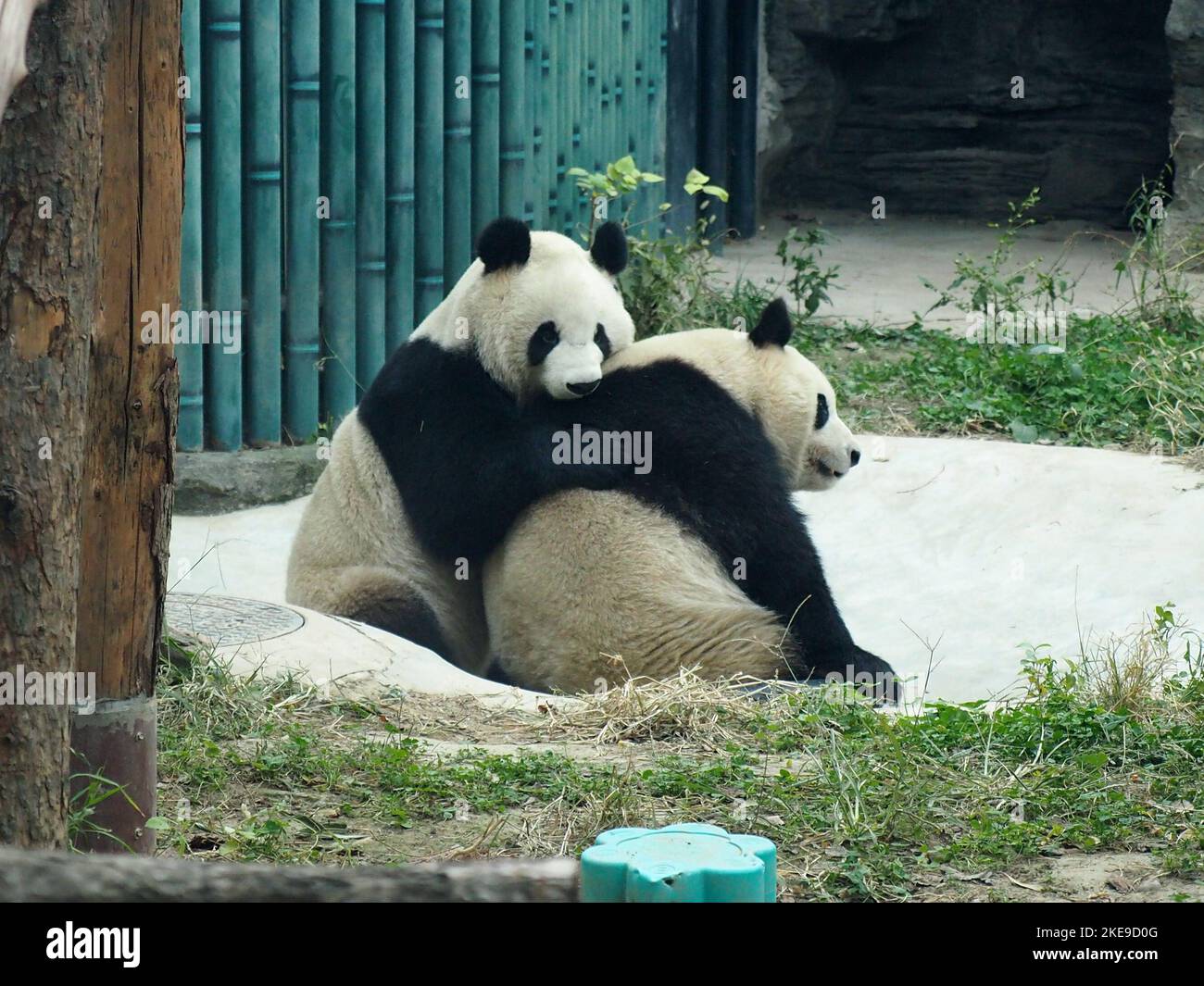 Adorable giant pandas are climbing and playing in the Beijing Zoo ...