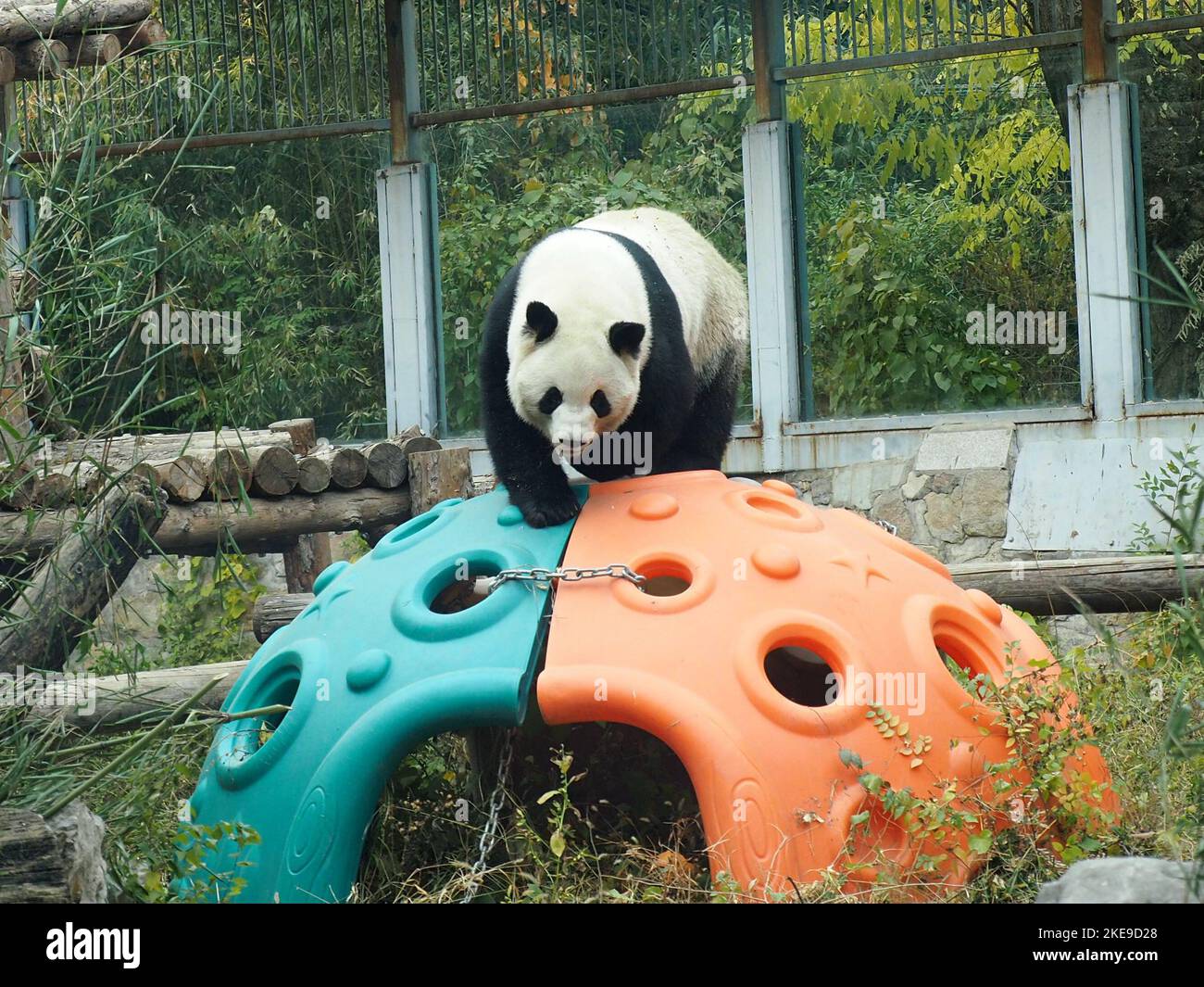 Adorable giant pandas are climbing and playing in the Beijing Zoo ...