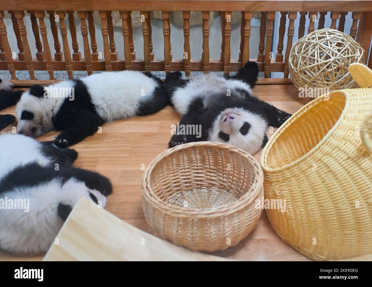 On International Panda Day, giant panda cubs enjoy their lazy time ...