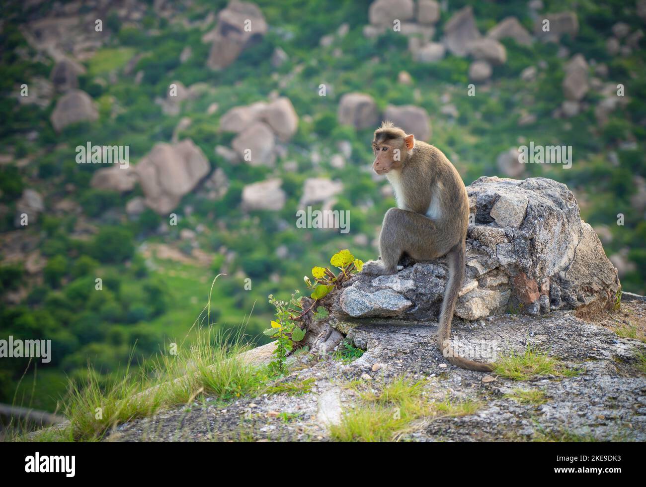 Monkey sunset hampi india hi-res stock photography and images - Alamy